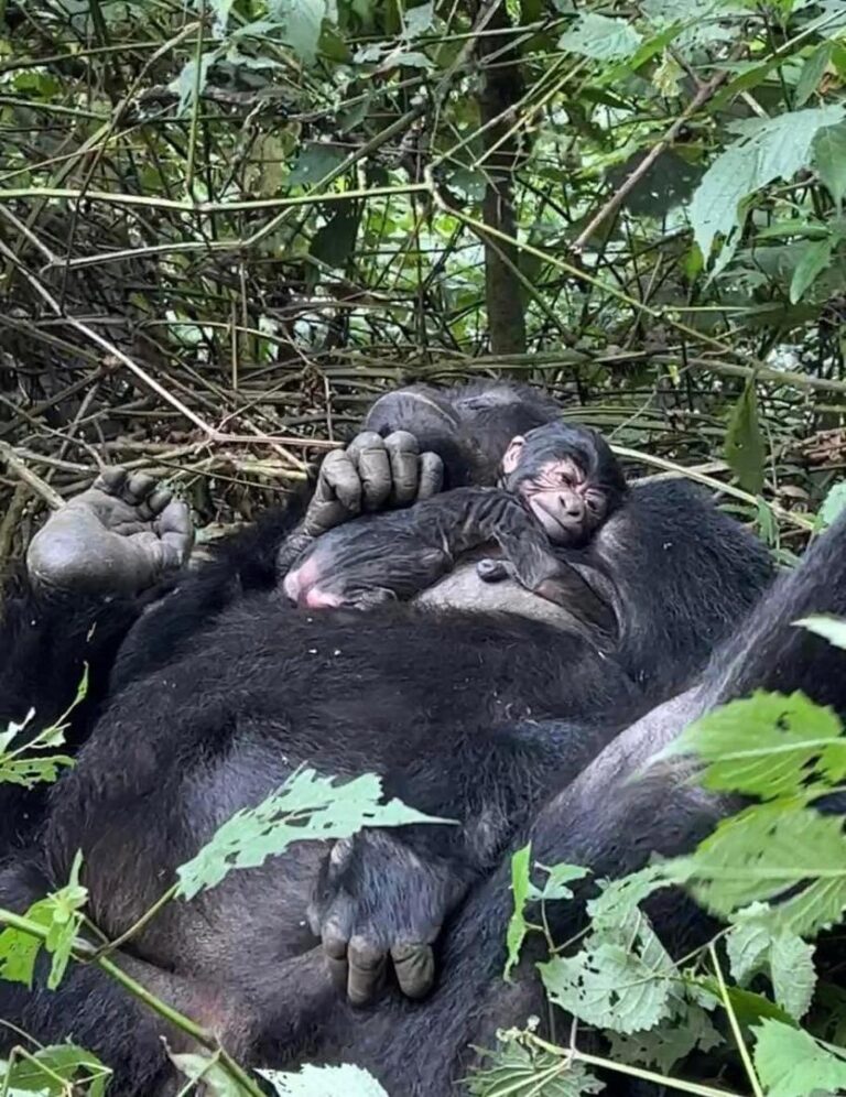 Baby Gorilla Born in Bwindi Impenetrable National Park